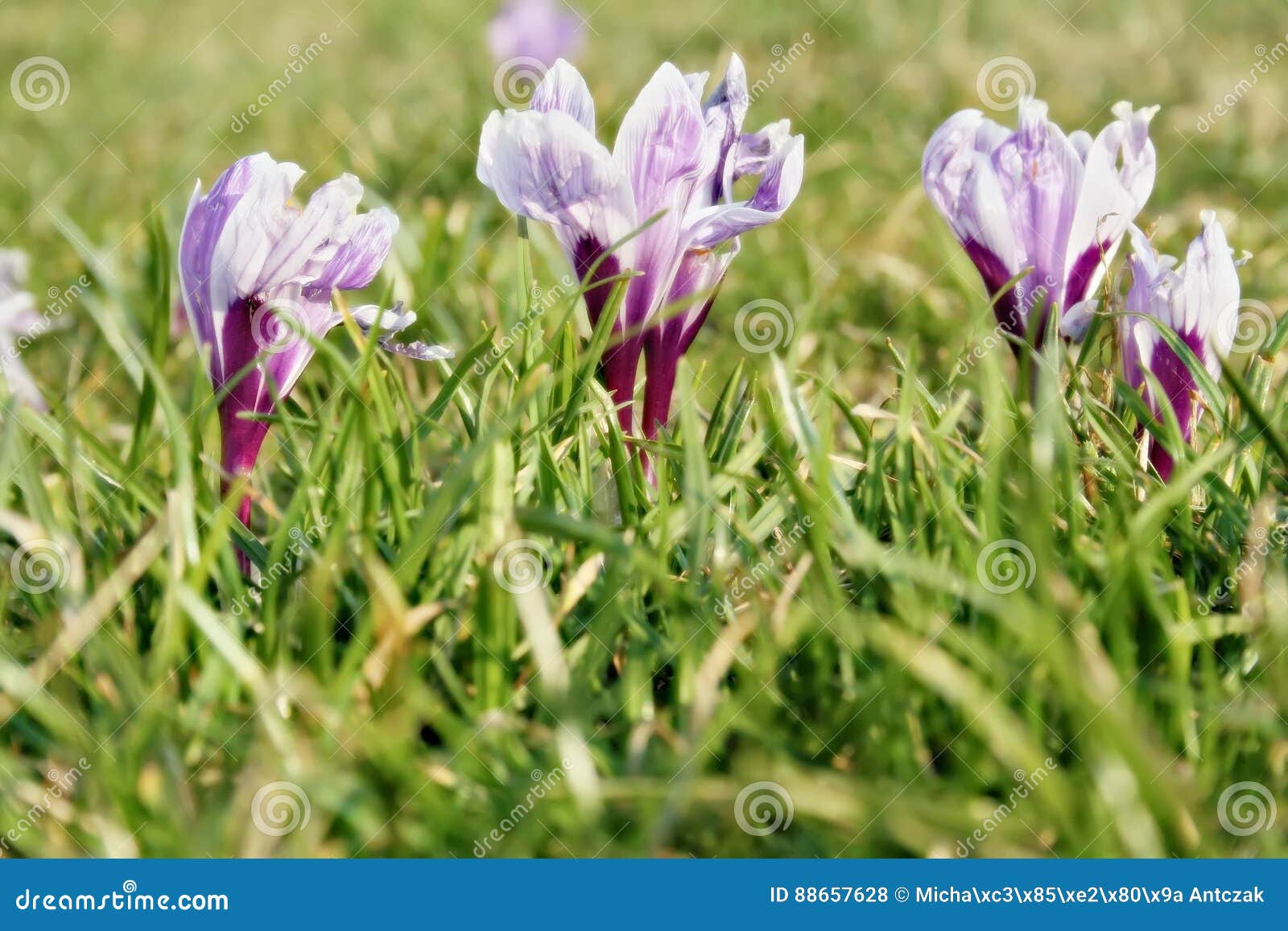 Spring flowers in grass stock photo. Image of sunny, grassland - 88657628