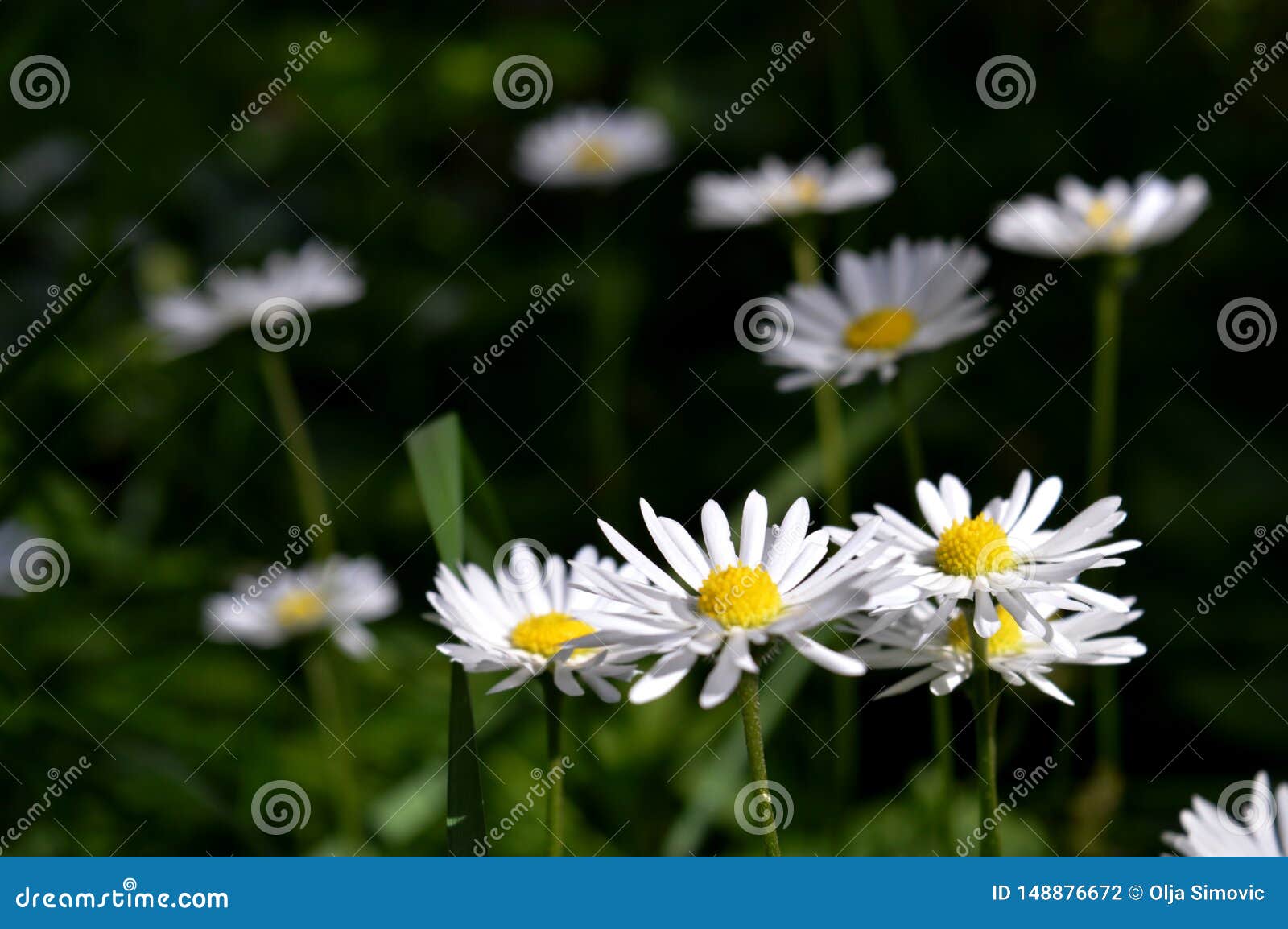 Spring Flowers in the Grass Stock Photo - Image of petal, spring: 148876672