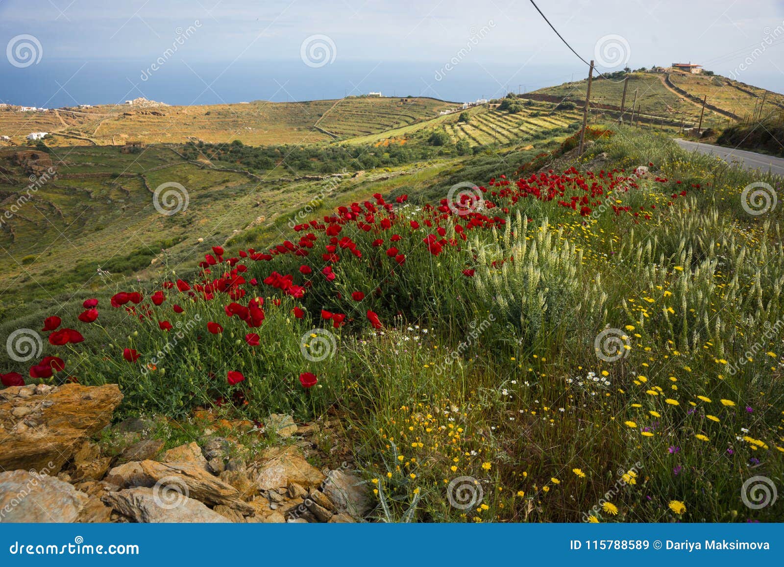 Spring Flowers in Greece on Kea Island Stock Image - Image of color ...