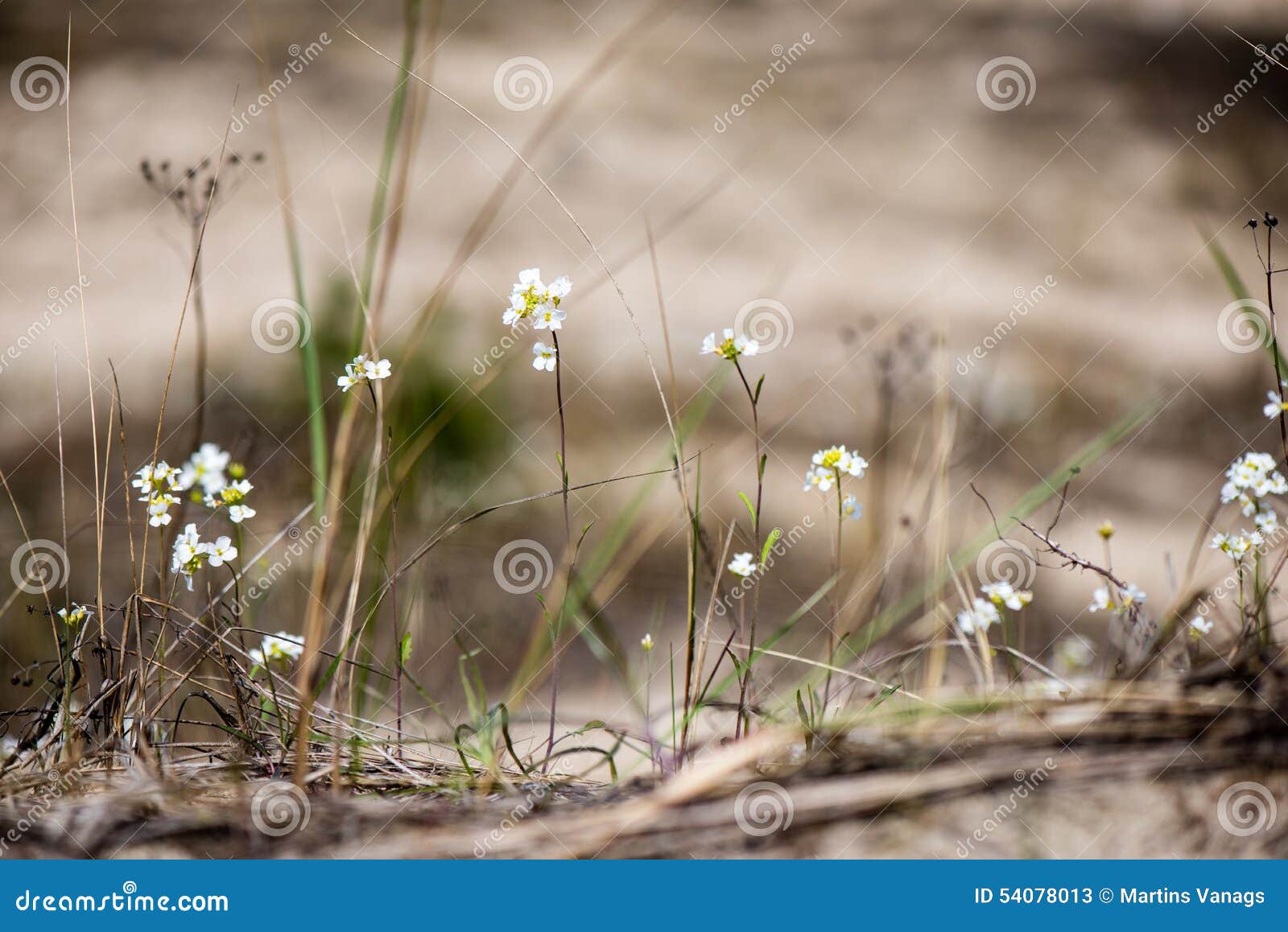 Spring flowers on green stock image. Image of serene - 54078013