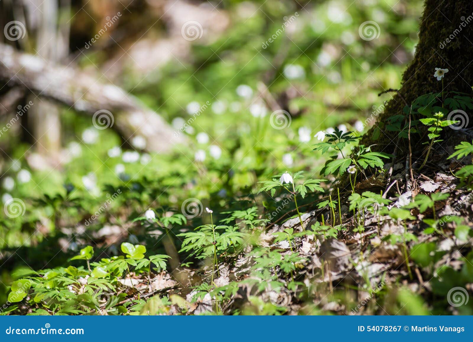 Spring flowers on green stock image. Image of country - 54078267