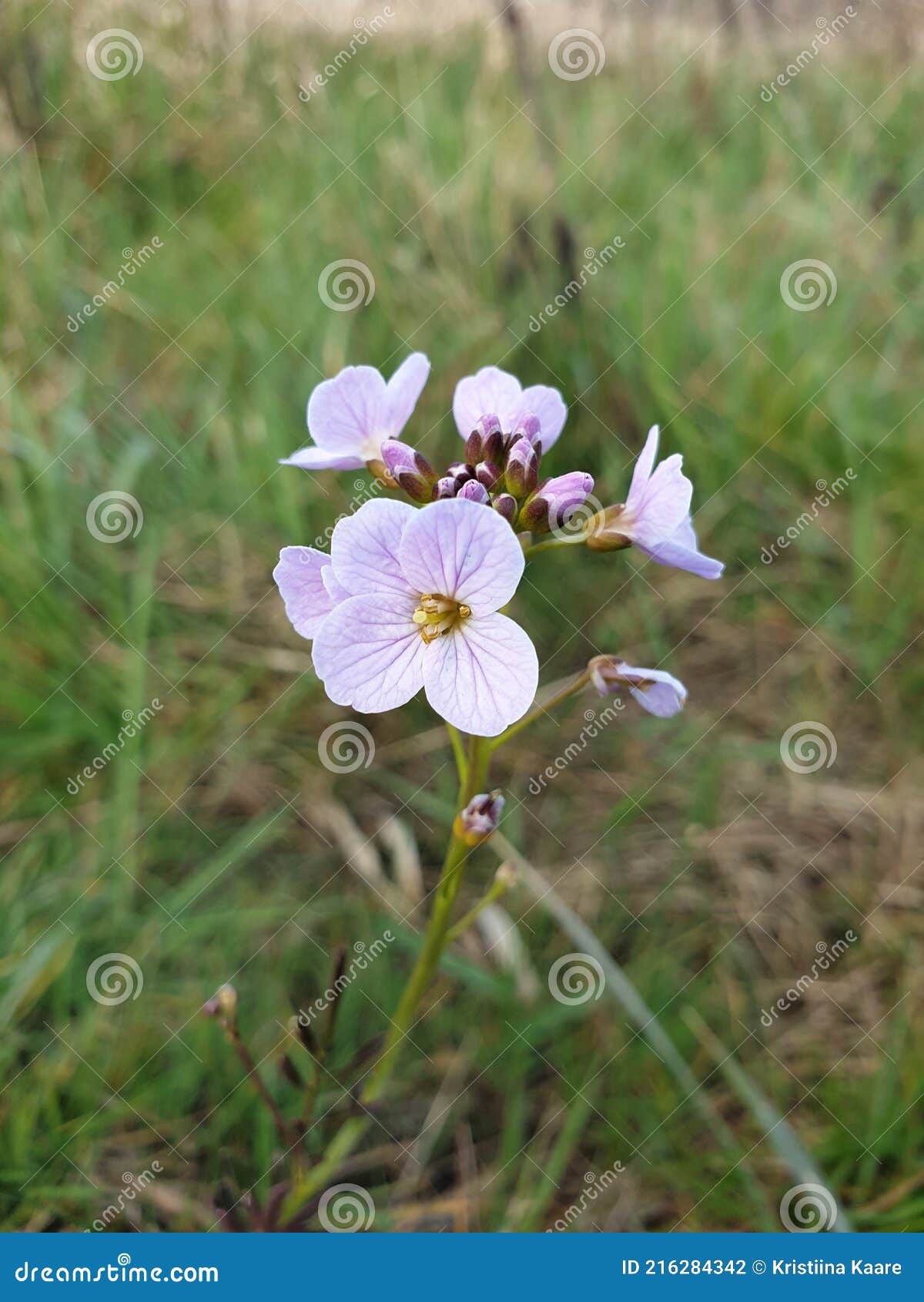 Spring Flowers in a Green Field Stock Photo - Image of shrub, flowers ...