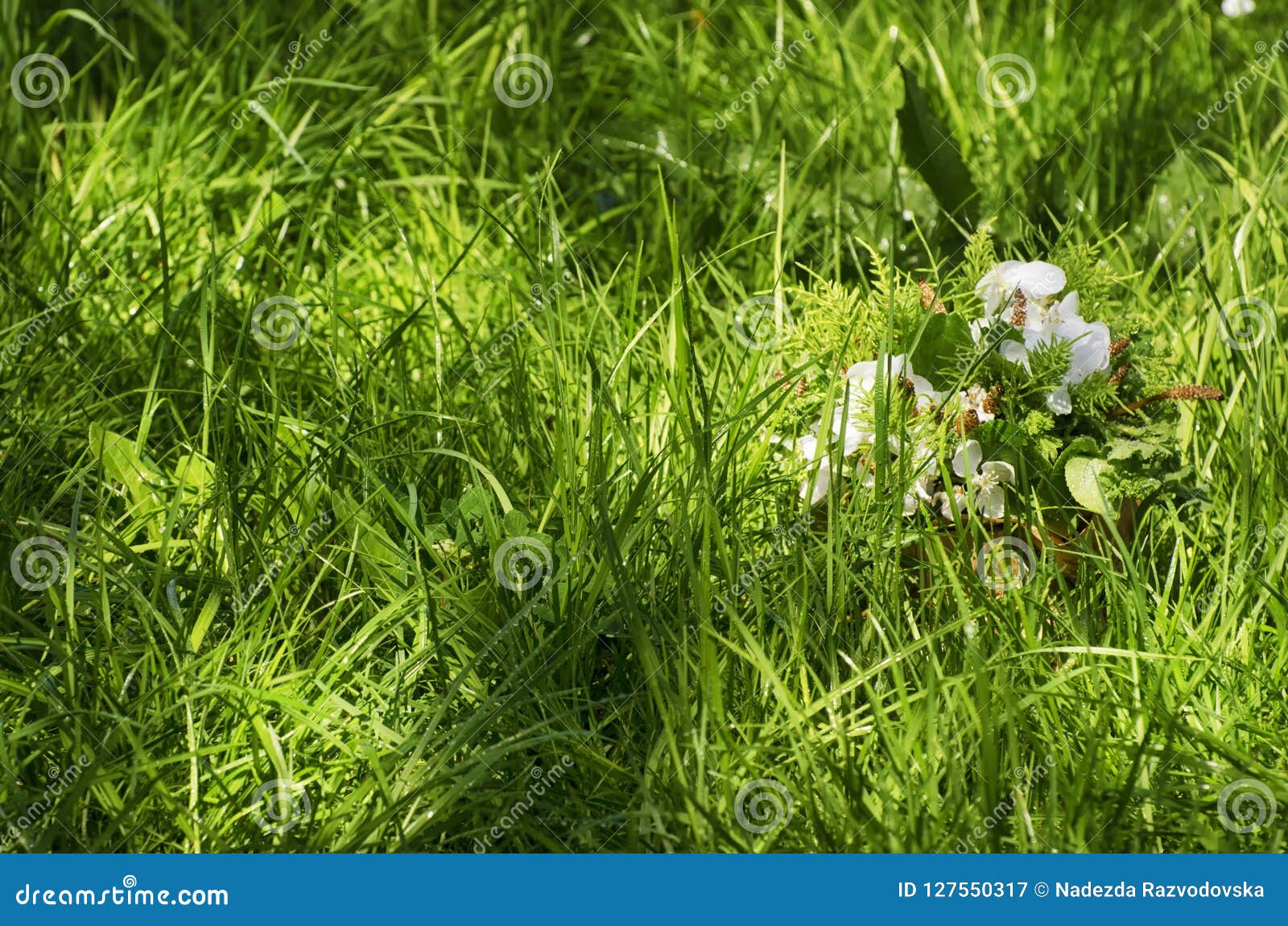Spring Flowers at Green Grass Stock Image - Image of beautiful, bright ...