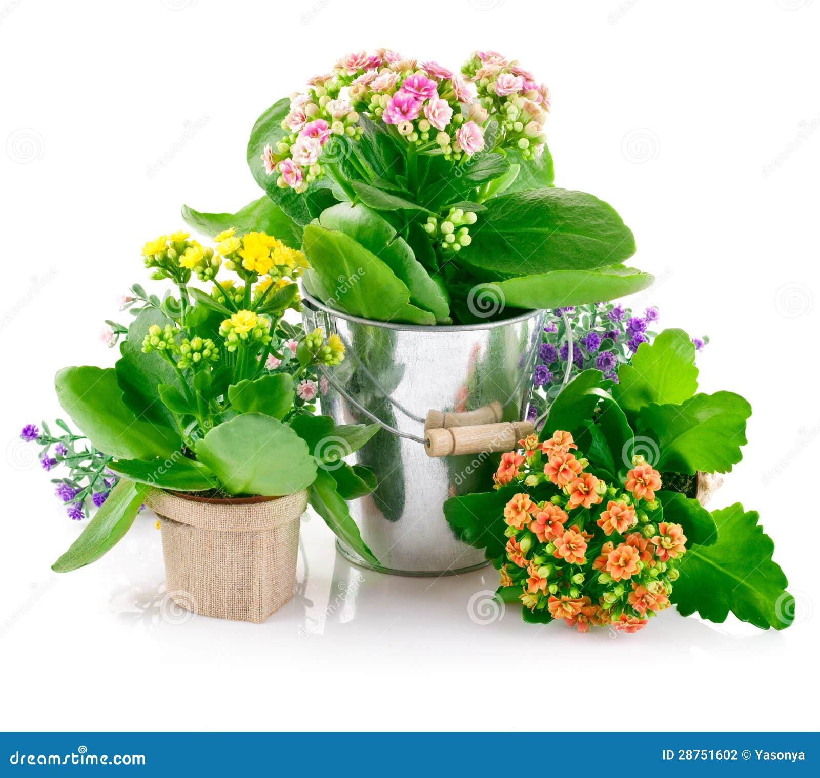 Spring Flowers with Green Leaves in Bucket Stock Photo - Image of still ...