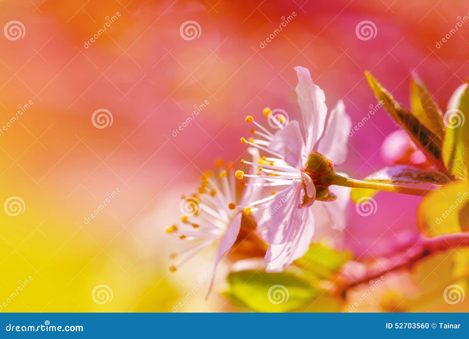 Spring Flowers Greeting Card Stock Photo - Image of macro, petal: 52703560