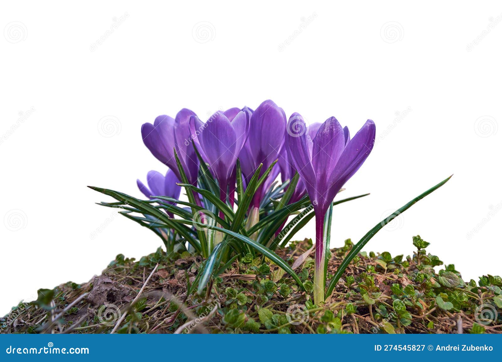 Spring Flowers. Group of Purple Crocuses Isolated on White Background ...