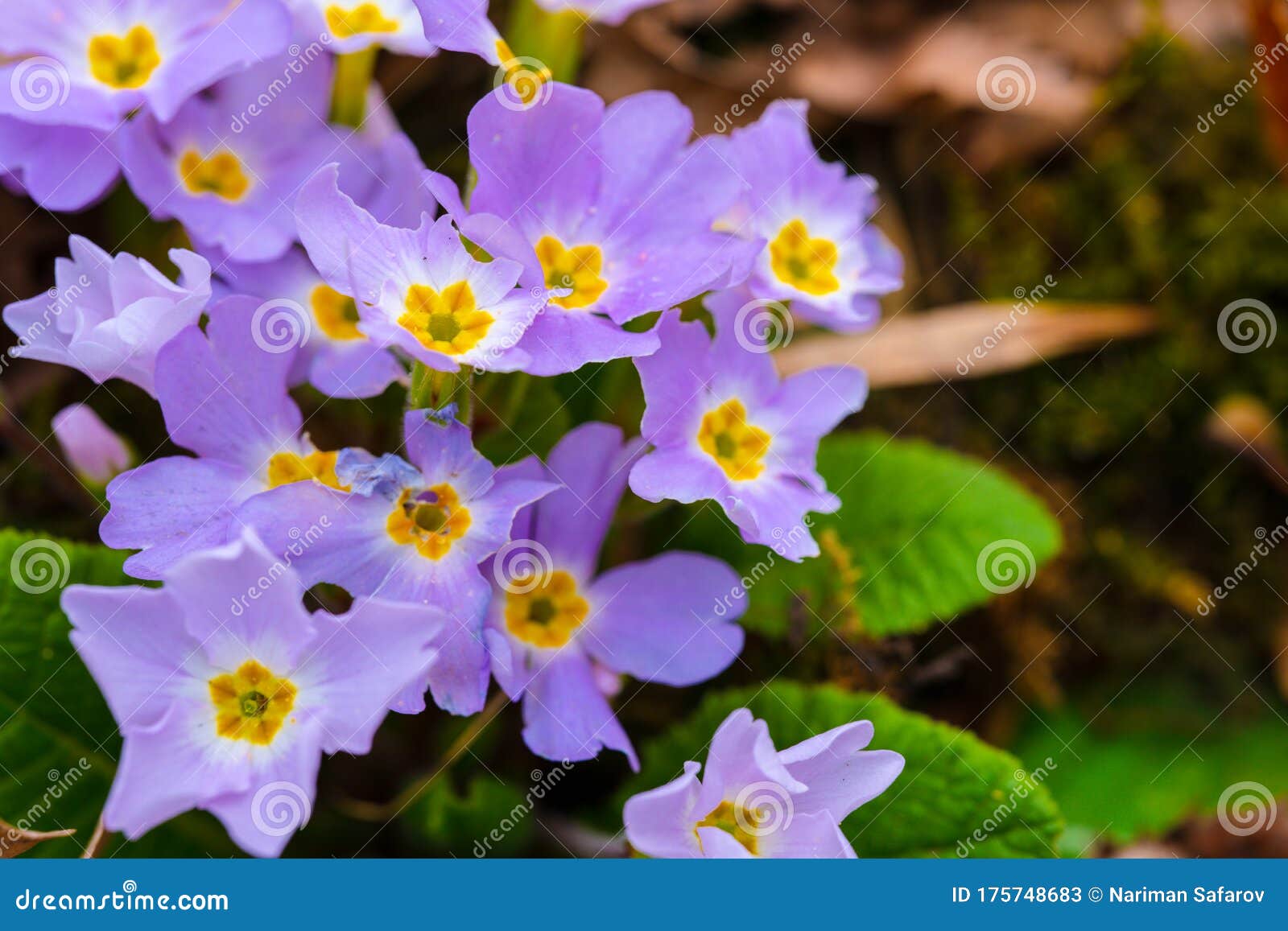 Spring Flowers Grow through Dry Leaves Stock Image - Image of ...