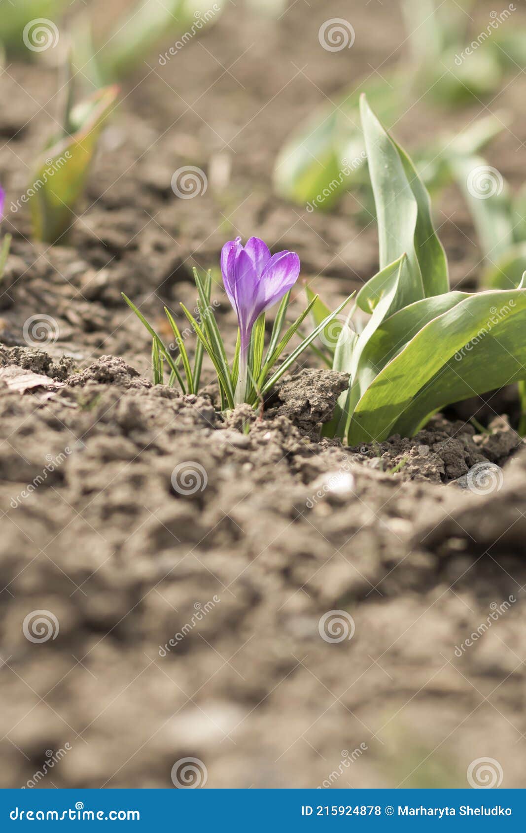 Spring. stock photo. Image of spring, growth, crocus - 215924878