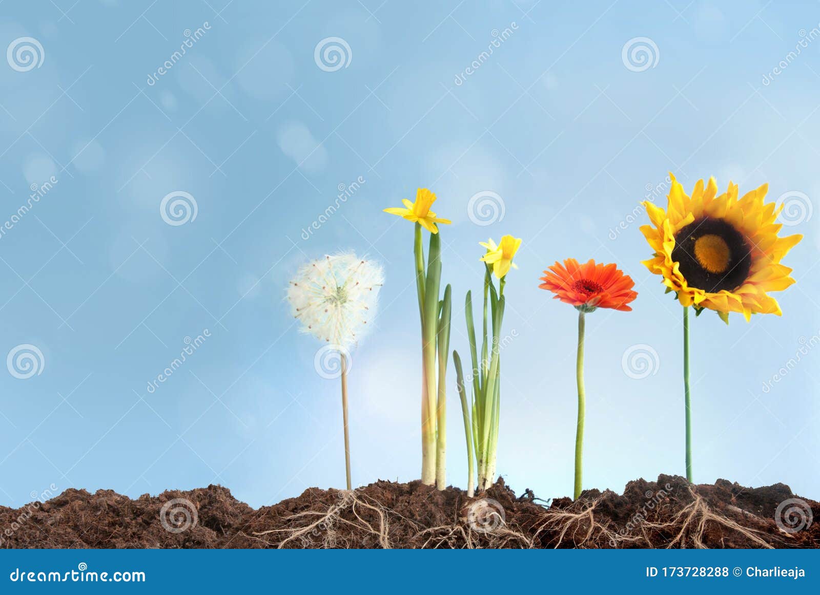 Spring flowers growth stock photo. Image of dandelion - 173728288