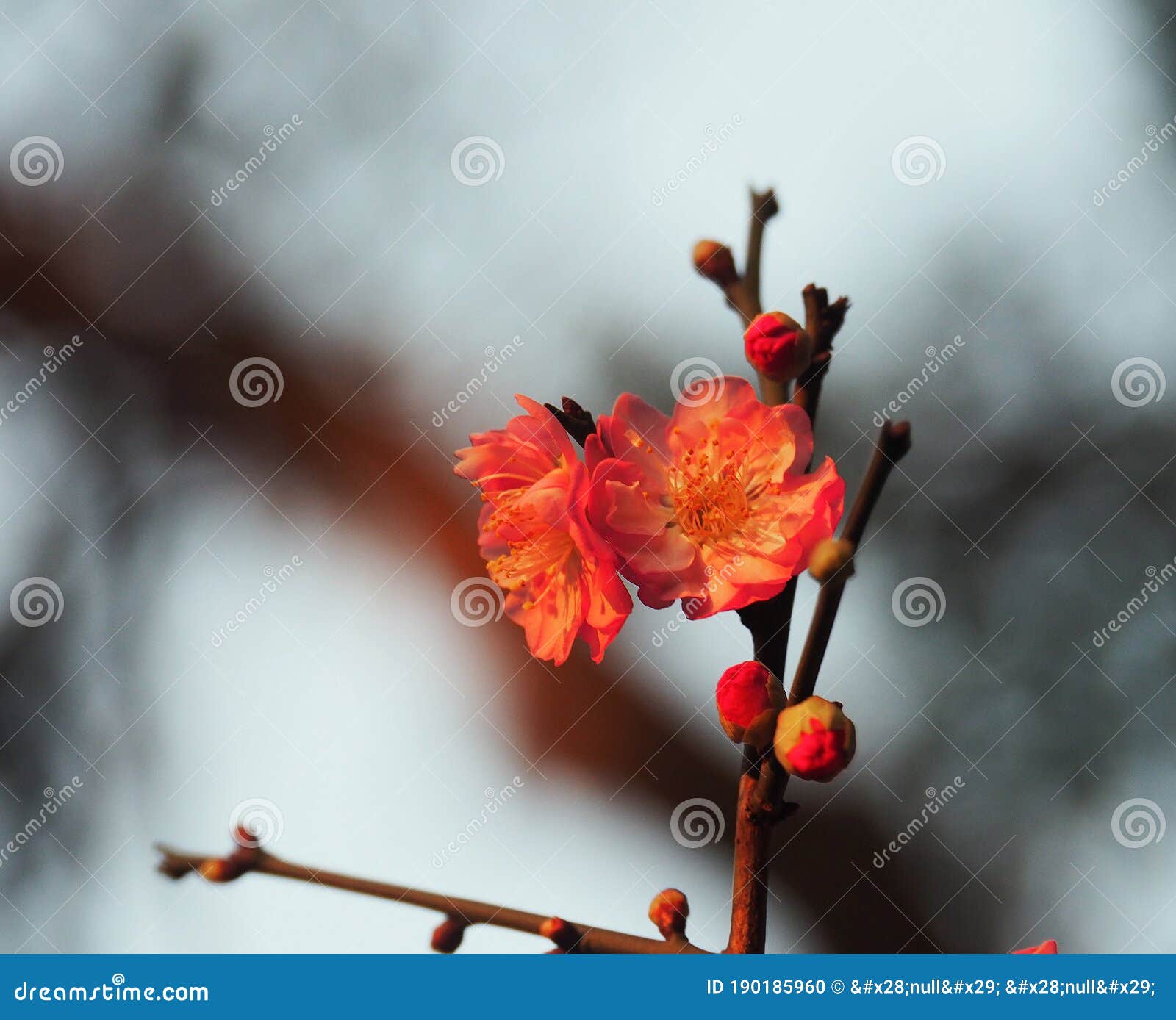 Spring with Smile stock photo. Image of water, drop - 190185960