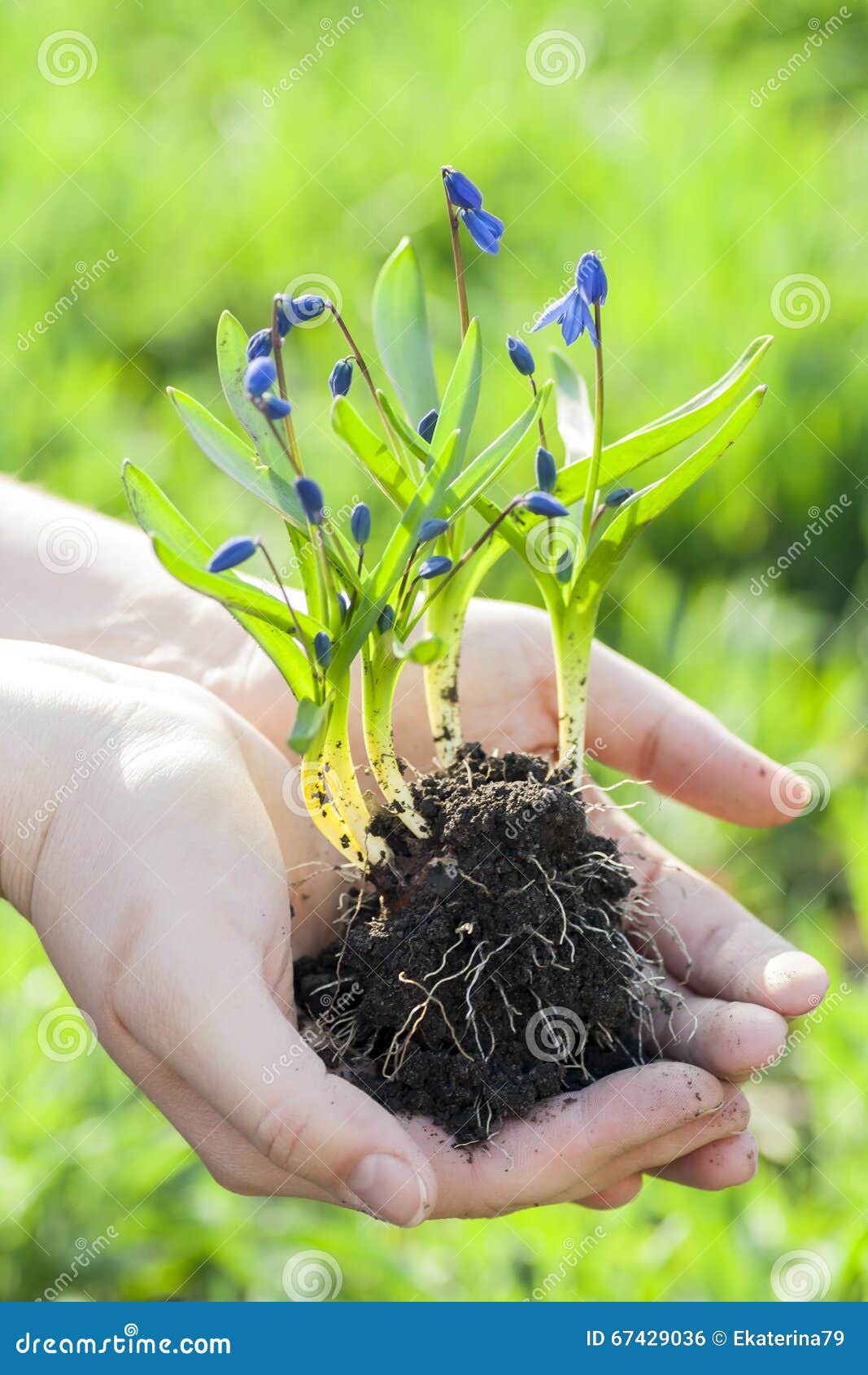 Spring Flowers in Human Hands Stock Photo - Image of flower, stem: 67429036
