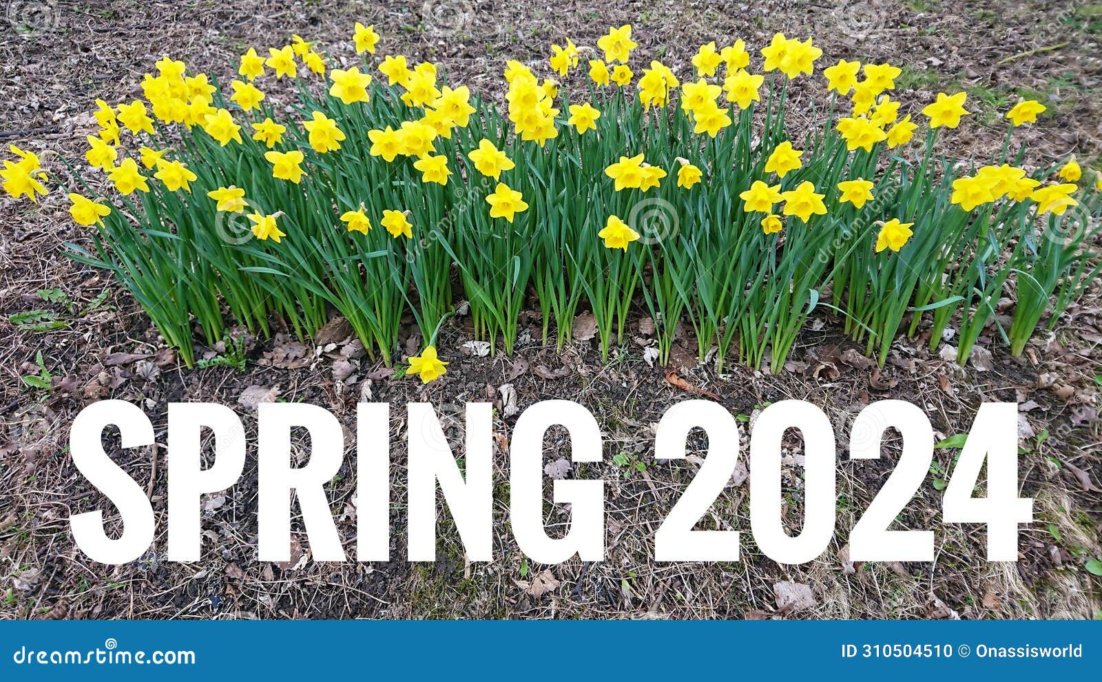 Spring 2024 Flowers Illustration Header Stock Photo - Image of 2024 ...
