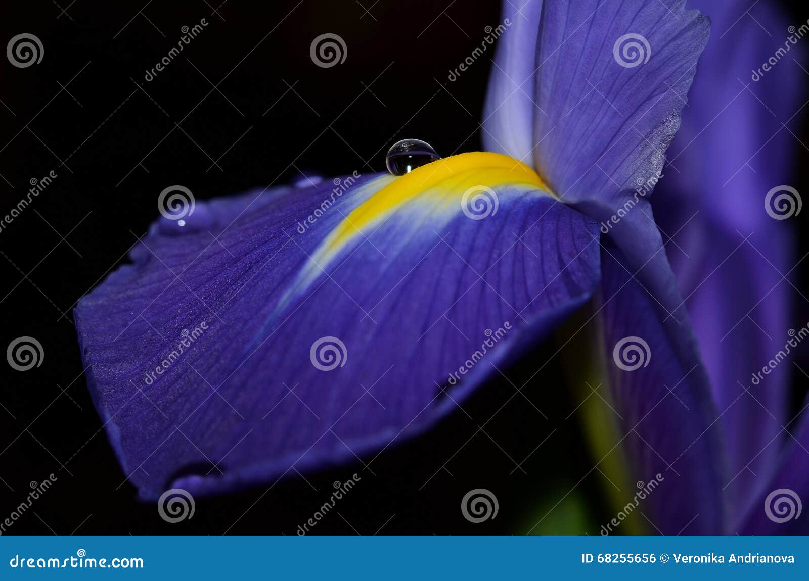 Spring flowers. Irises stock photo. Image of drop, iris - 68255656