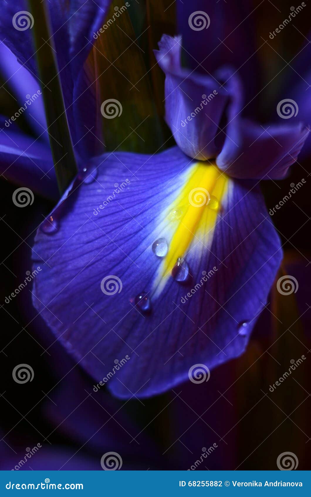 Spring flowers. Irises stock photo. Image of spring, flora - 68255882