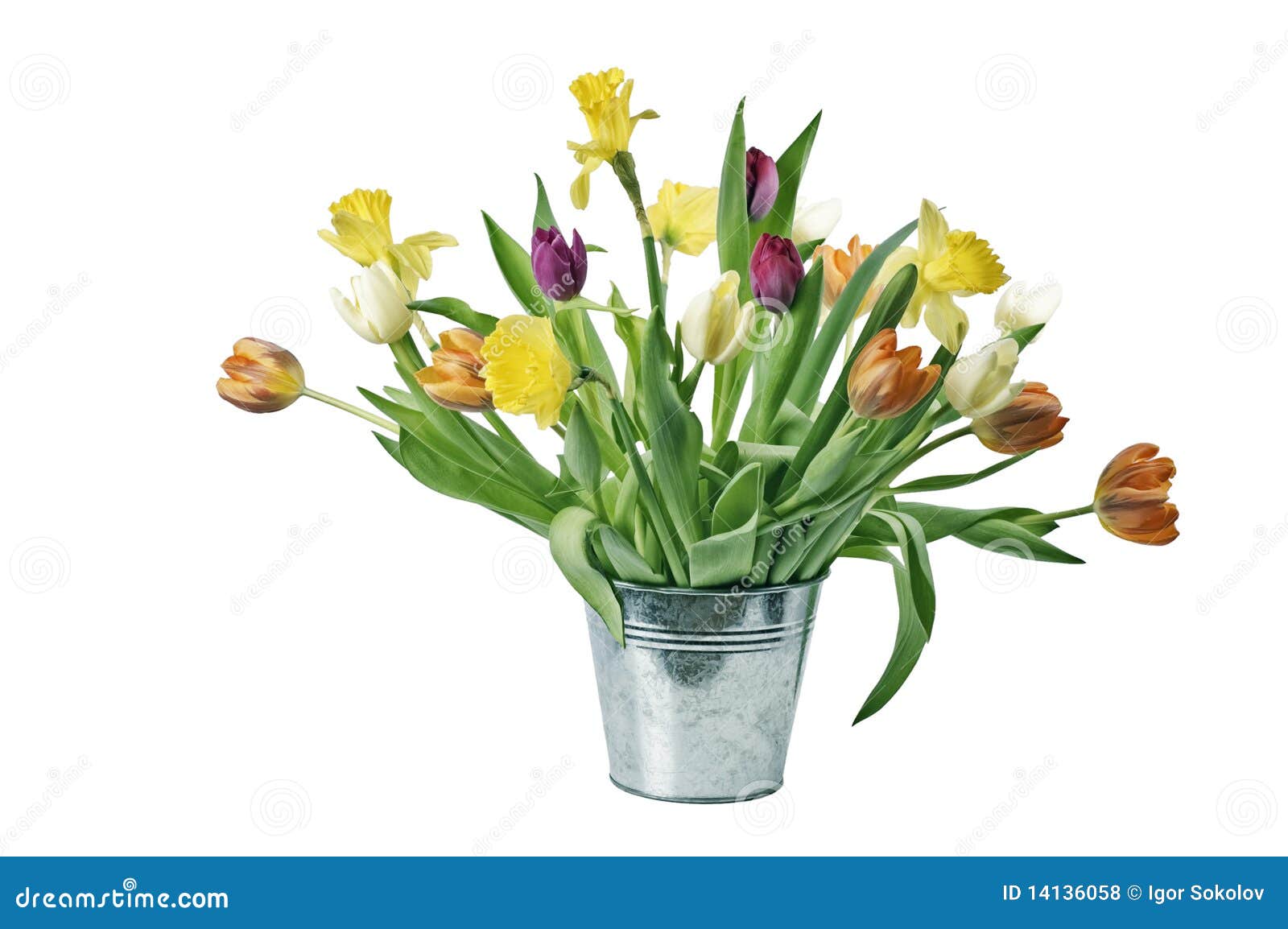 Spring Flowers Isolated on White Stock Photo - Image of greeting, card ...