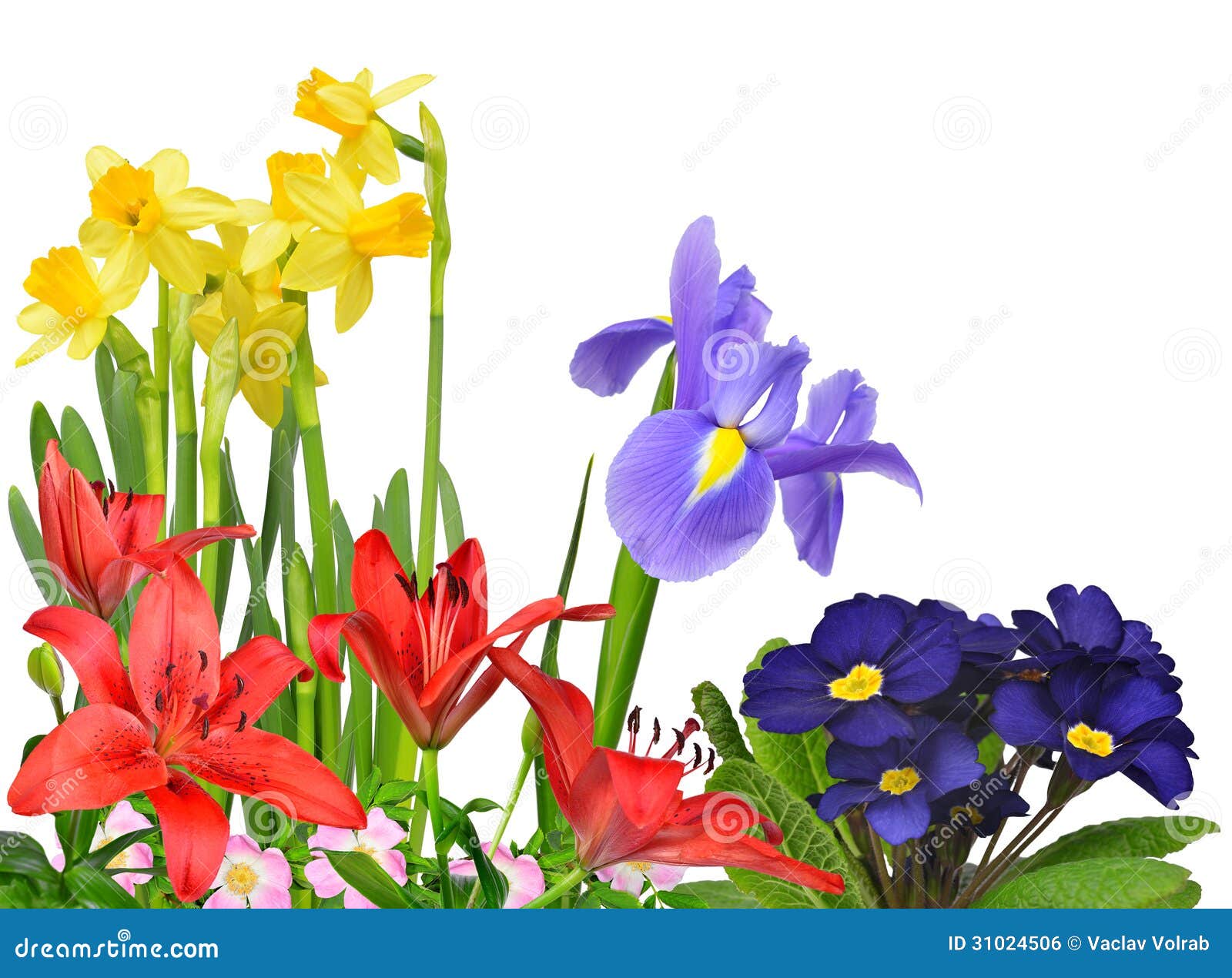 Spring flowers stock photo. Image of petal, background - 31024506