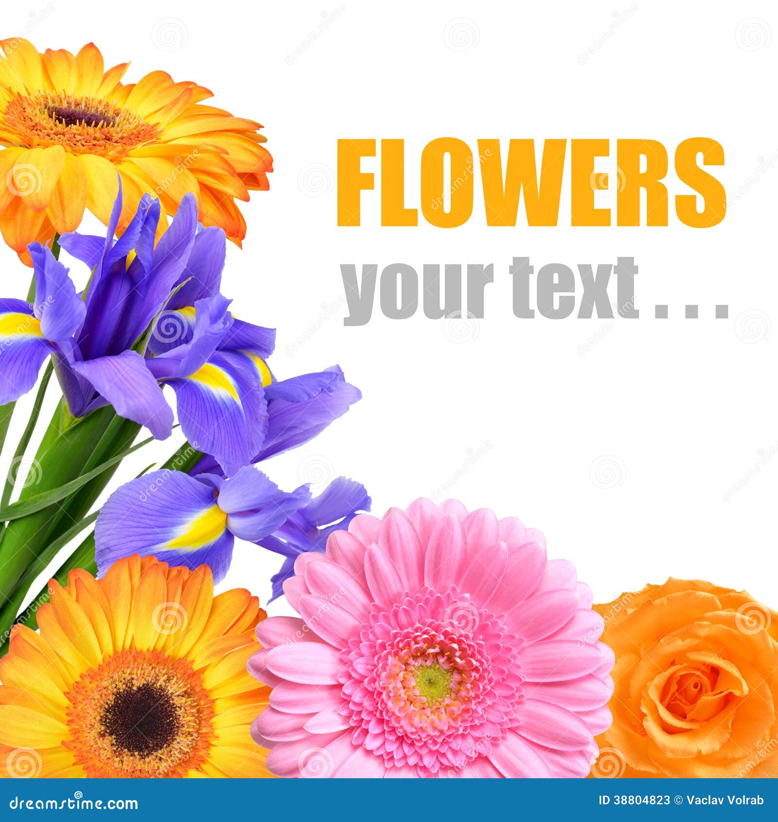 Spring flowers stock image. Image of isolated, flora - 38804823