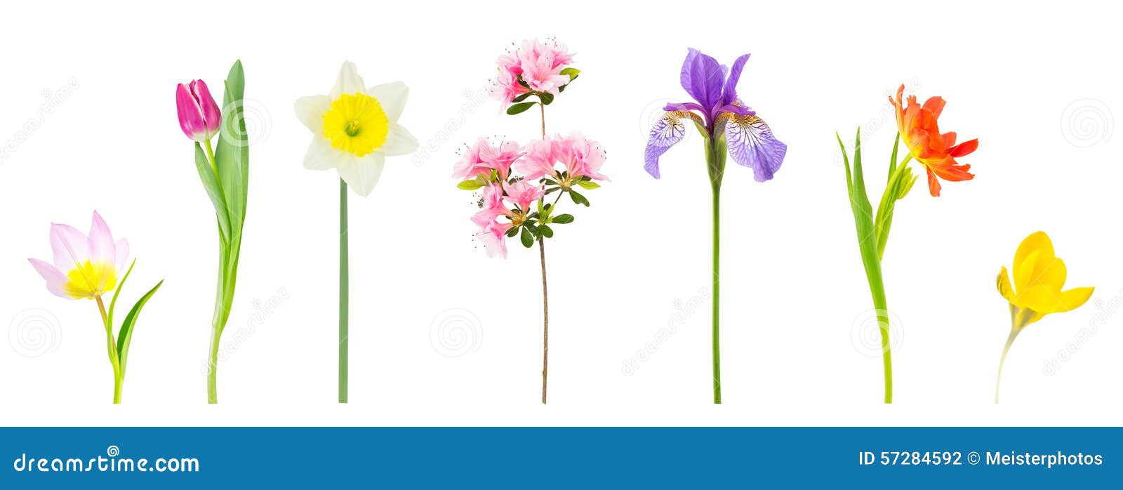316 Crocus Daffodil Isolated Stock Photos - Free & Royalty-Free Stock ...