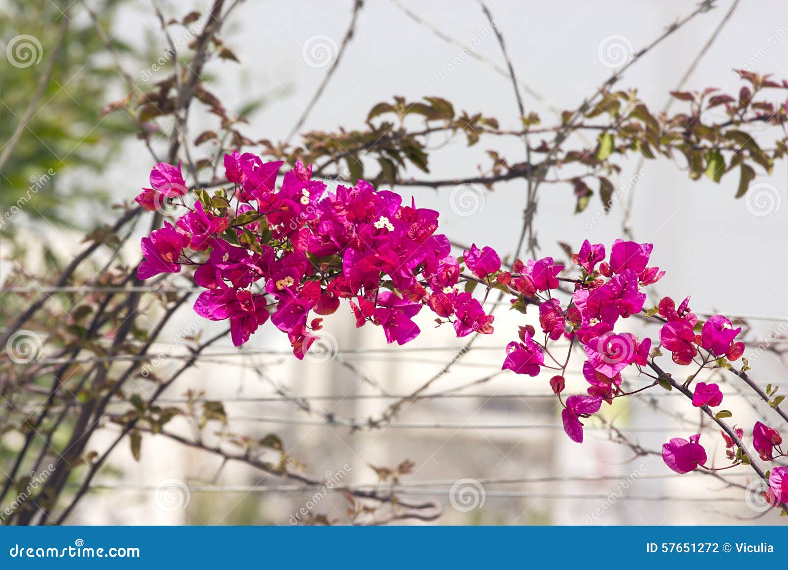 Spring flowers in Israel stock photo. Image of park, floral - 57651272