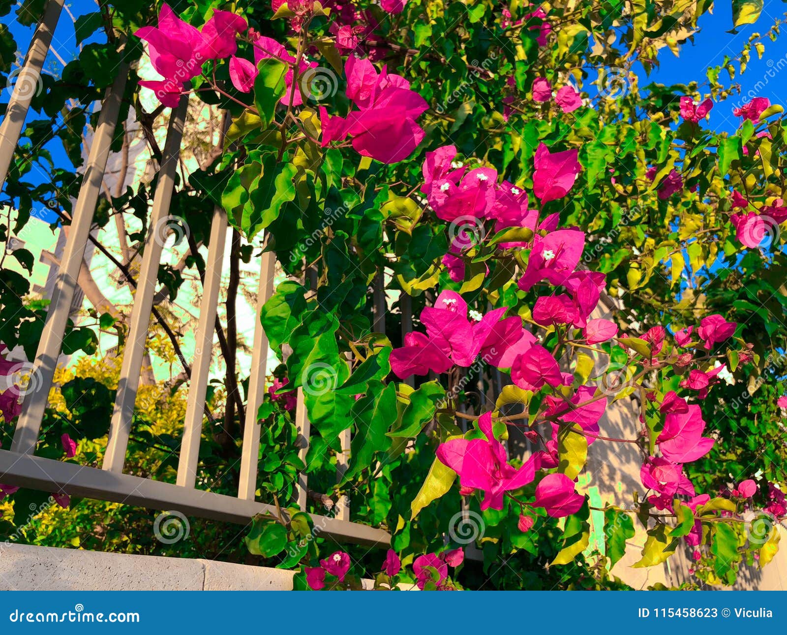 Spring Flowers in Israel. Close Up Shot. Stock Image - Image of natural ...