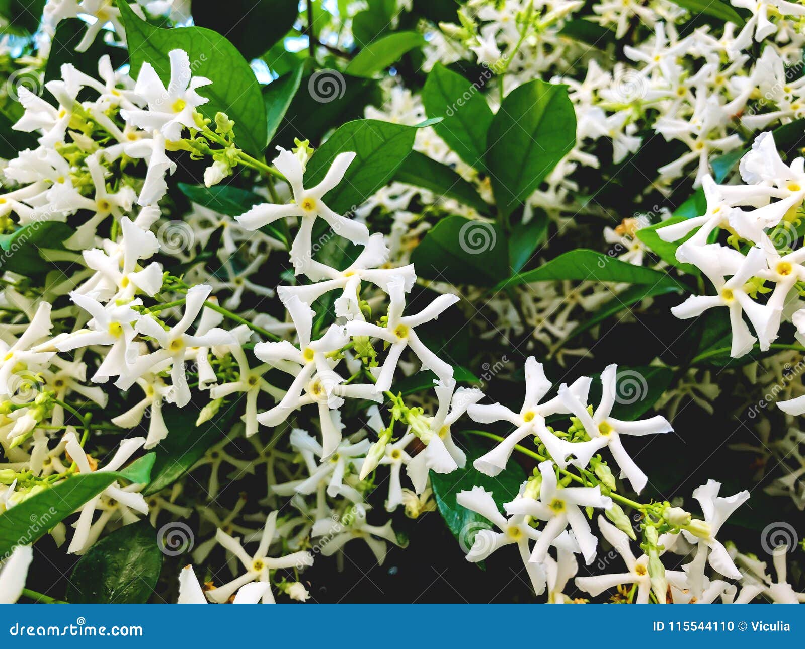 Spring Flowers in Israel. Close Up Shot. Stock Photo - Image of natural ...