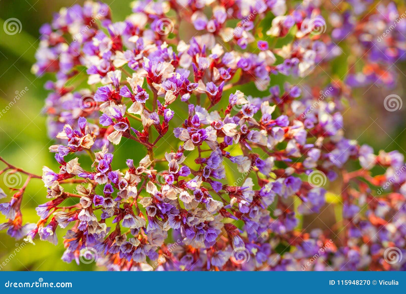 Spring Flowers in Israel. Close Up Shot. Stock Photo - Image of pathway ...