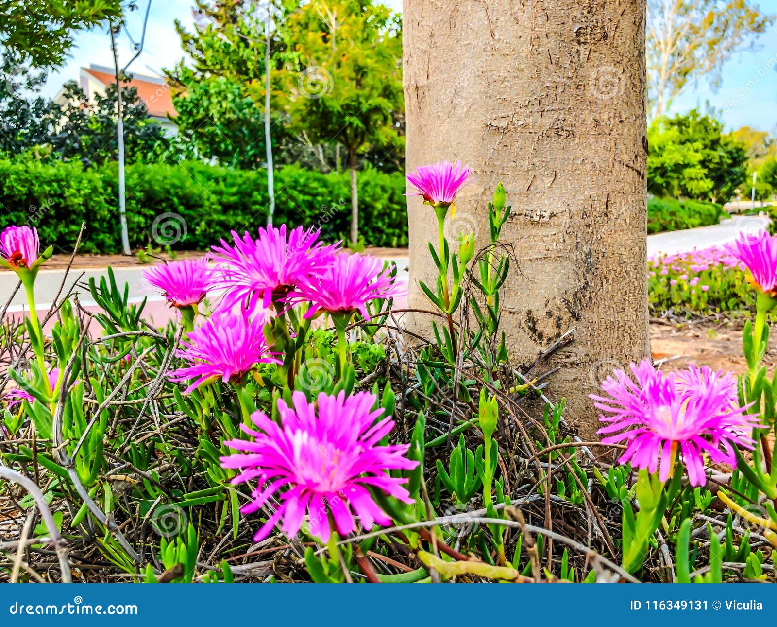 Spring Flowers in Israel. Close Up Shot. Stock Image - Image of grass ...