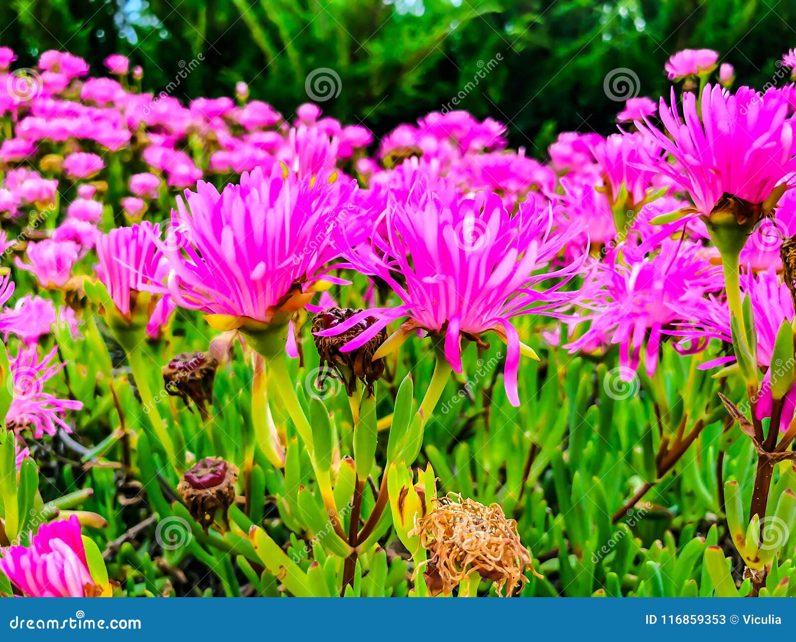 Spring Flowers in Israel. Close Up Shot. Stock Image - Image of grass ...