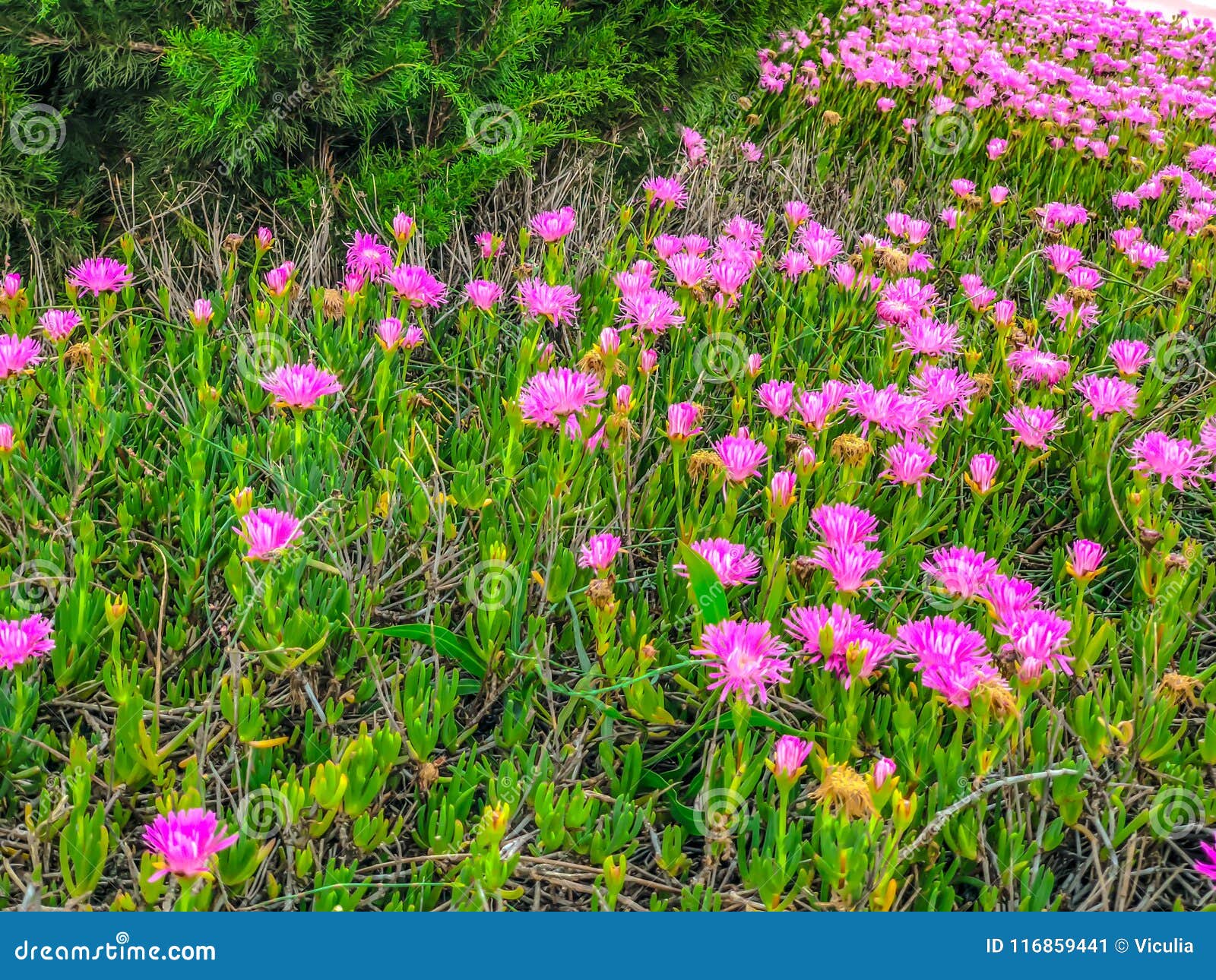 Spring Flowers in Israel. Close Up Shot. Stock Image - Image of rays ...