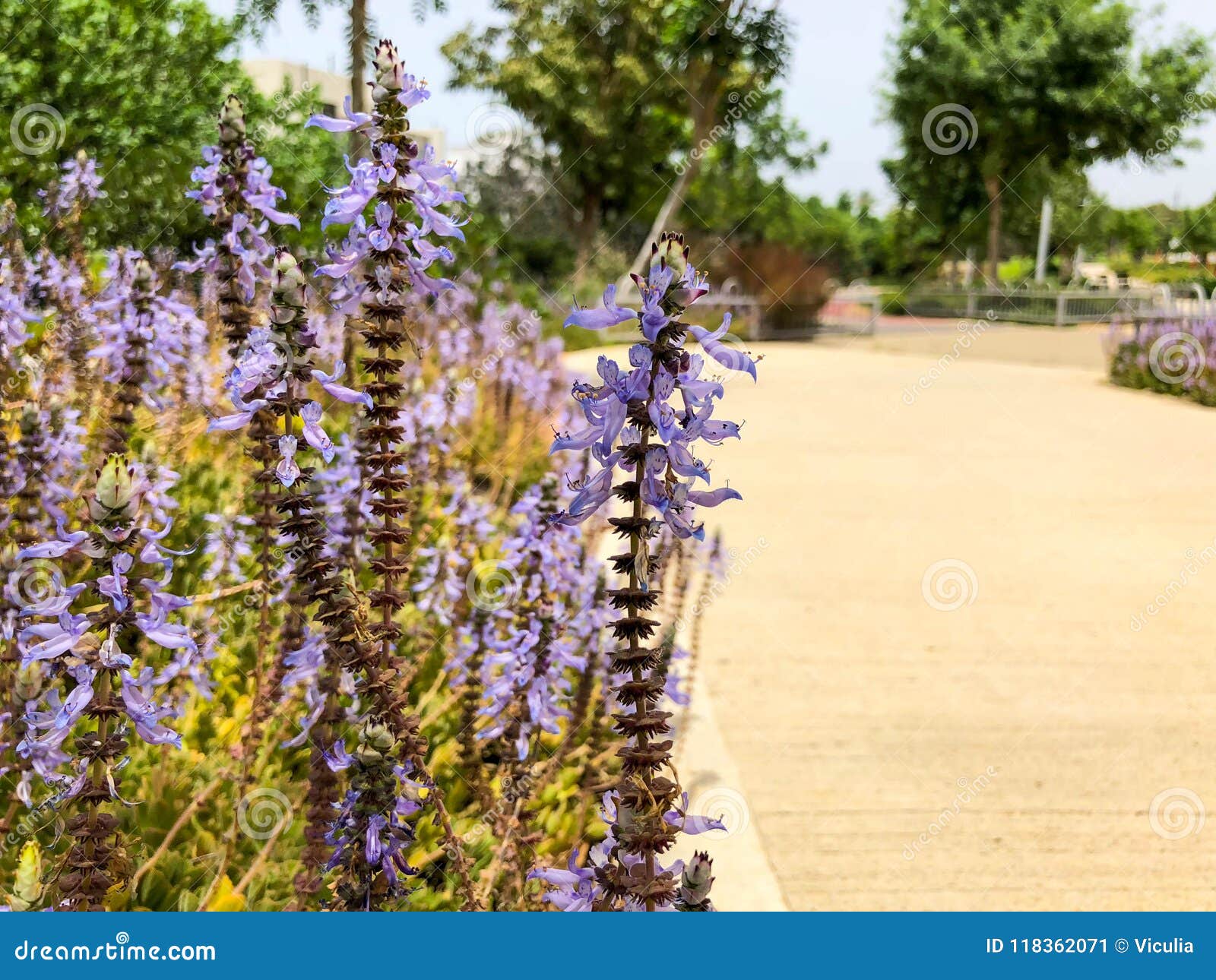 Spring Flowers in Israel. Close Up Shot Stock Image - Image of flower ...