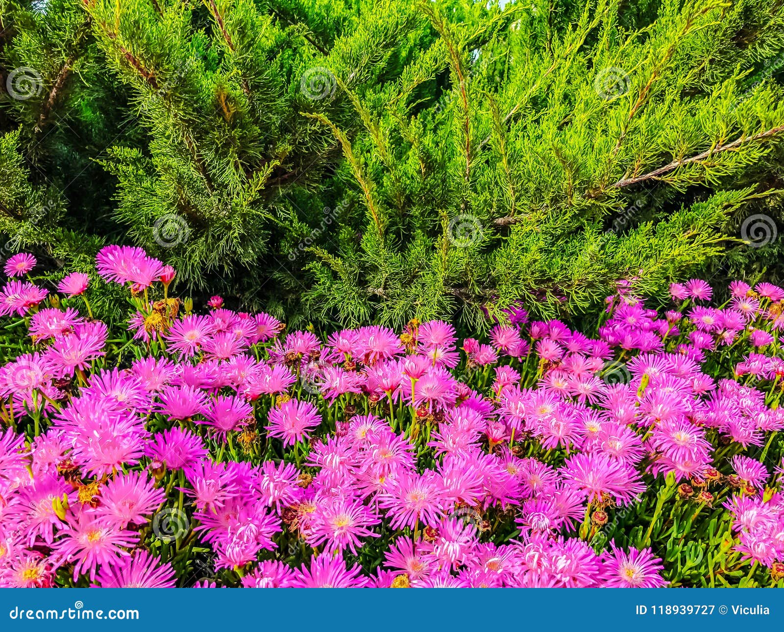 Spring Flowers in Israel. Close Up Shot Stock Image - Image of ...