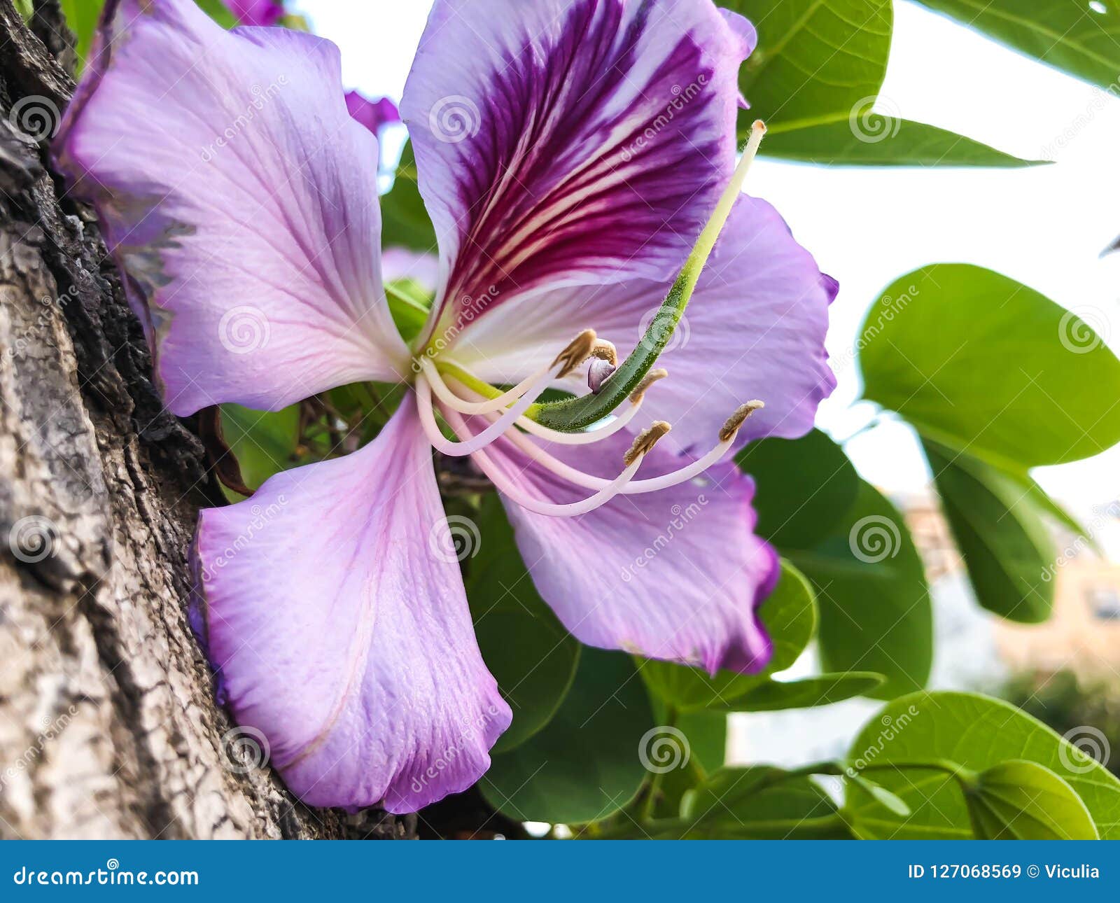 Spring Flowers in Israel. Close Up Shot. Stock Image - Image of pathway ...