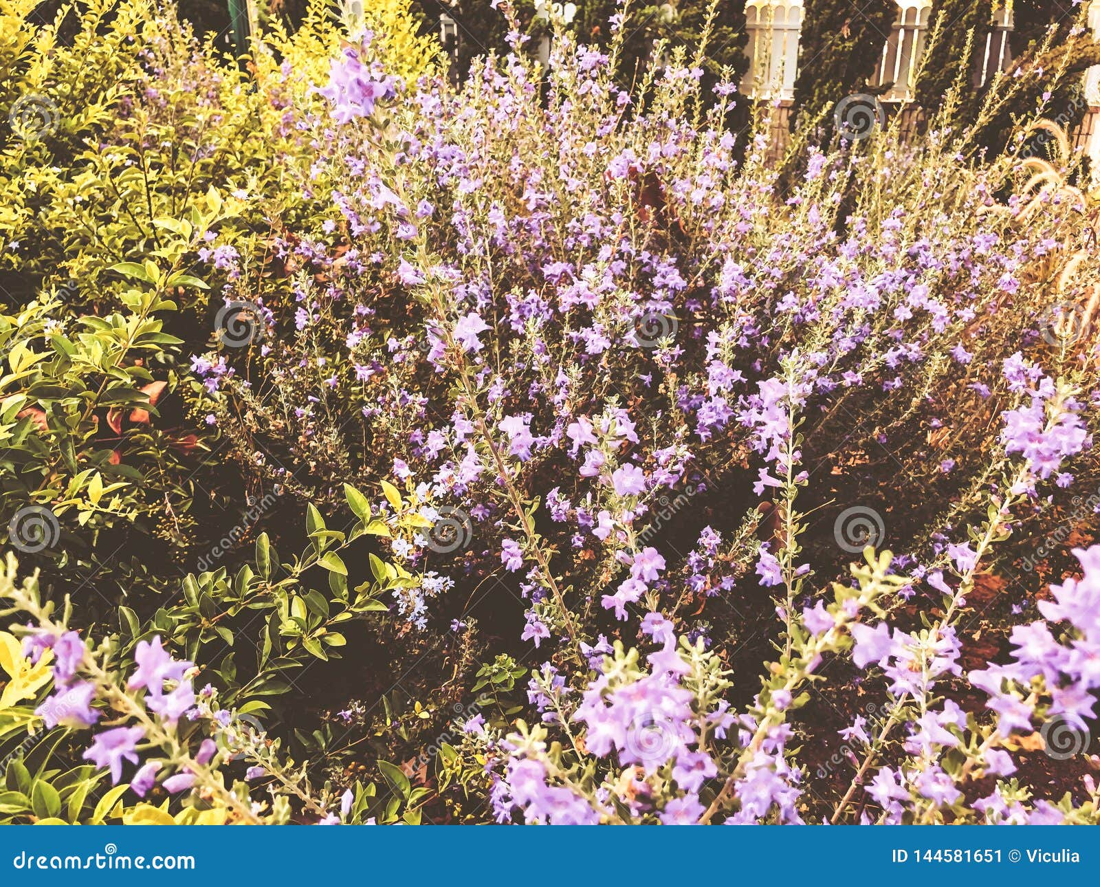 Spring Flowers in Israel. Close Up Shot Stock Image - Image of garden ...