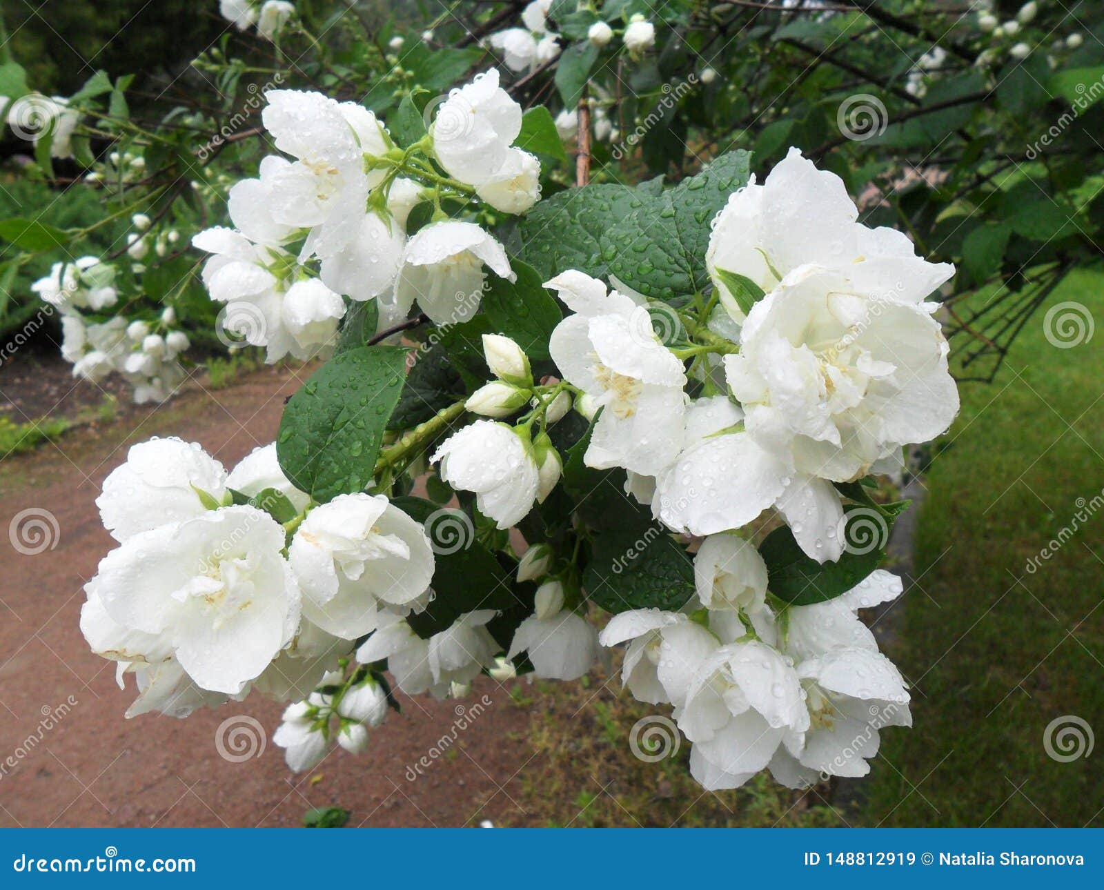 Spring flowers stock image. Image of spring, nature - 148812919