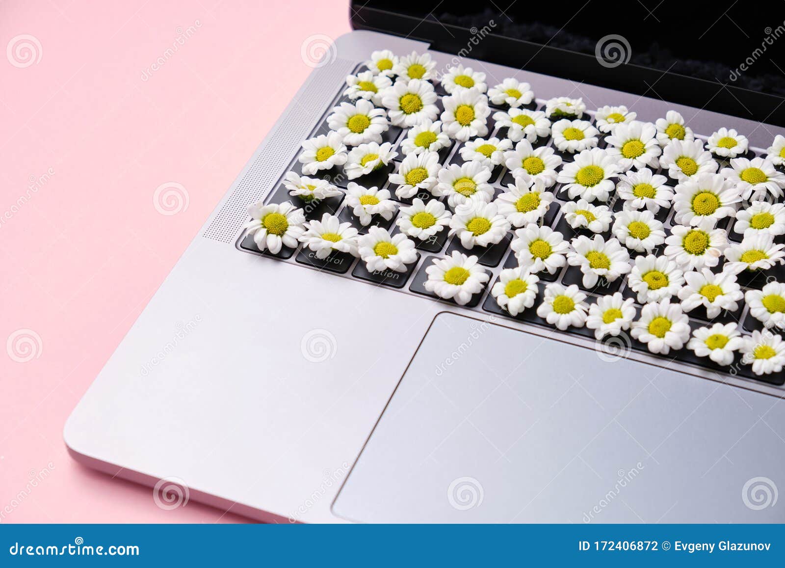 Spring Flowers Keyboard. Laptop with Flowers Over Pink Backgroun Stock ...