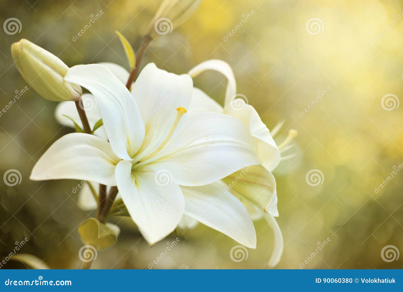 Spring Flowers stock photo. Image of growing, leaf, color - 90060380
