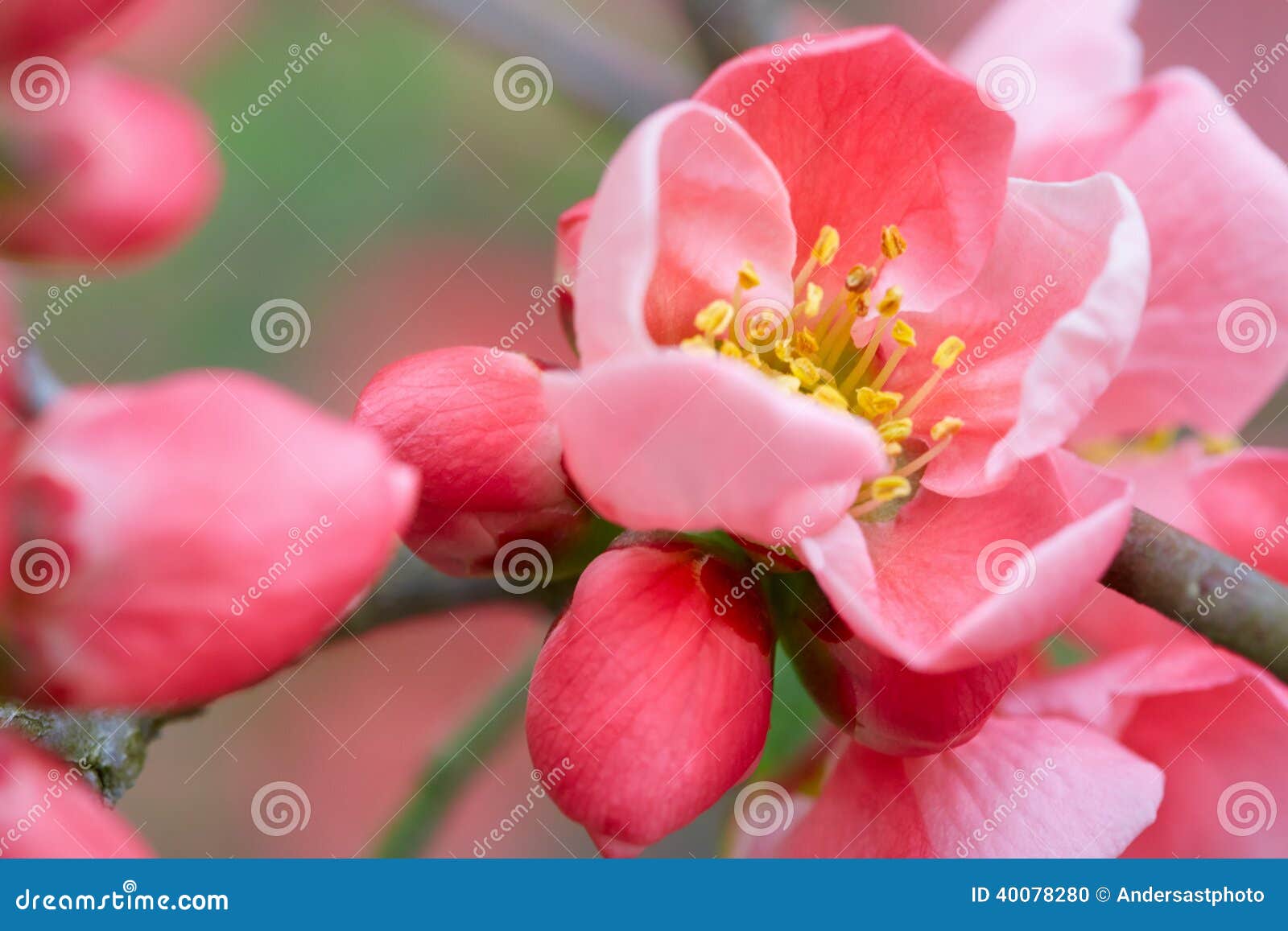 Spring Flowers Macro with Pink Blossom Stock Photo - Image of sunny ...