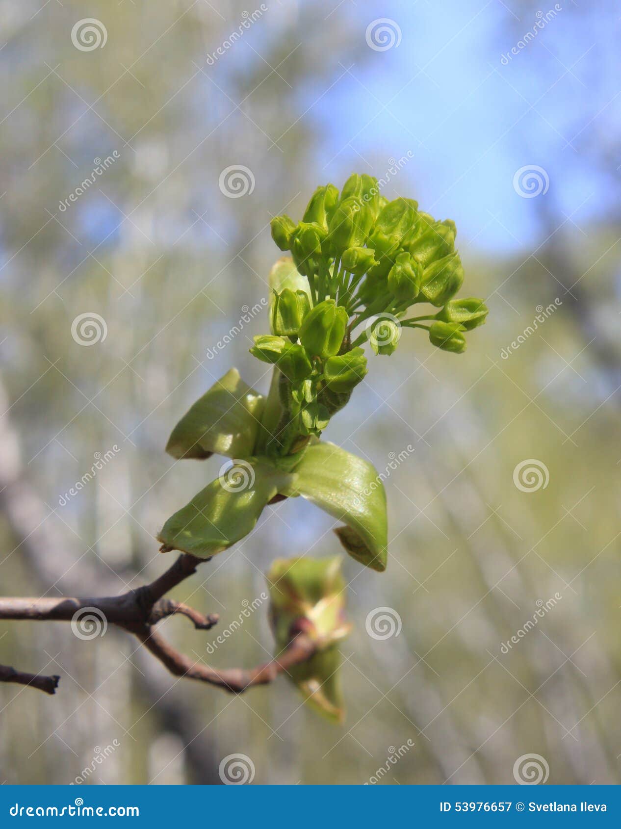 Spring. Flowers of maple stock image. Image of blossom - 53976657