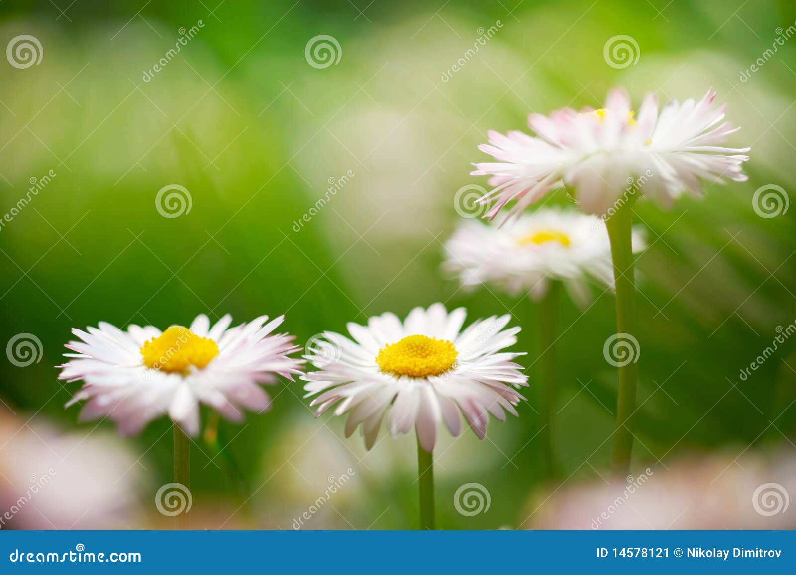 Spring Flowers, Marguerites in a Green Meadow Stock Image - Image of ...