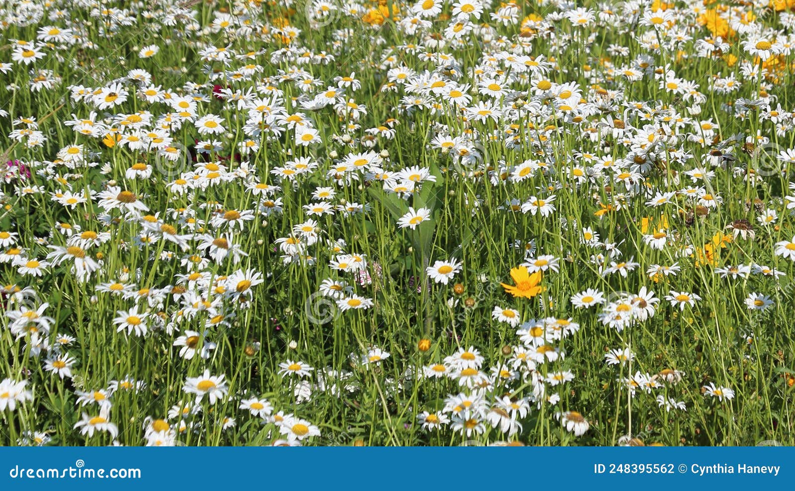 Spring flowers in May stock photo. Image of plants, missouri - 248395562