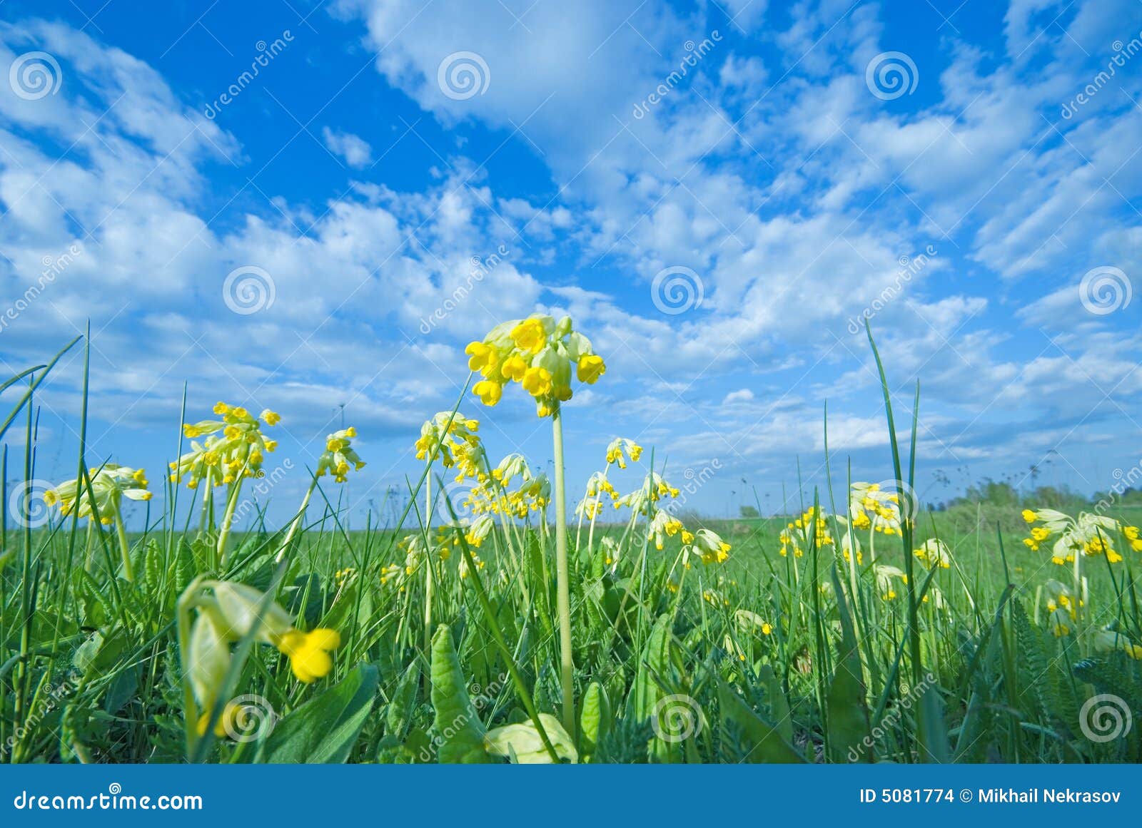 Spring Flowers at the Meadow Stock Photo - Image of cloudscape, april ...