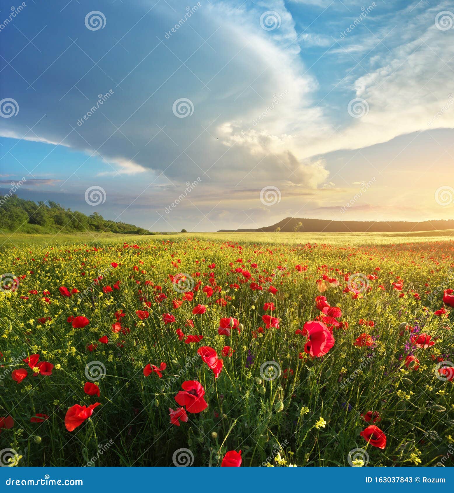 Spring flowers in meadow stock image. Image of countryside - 163037843
