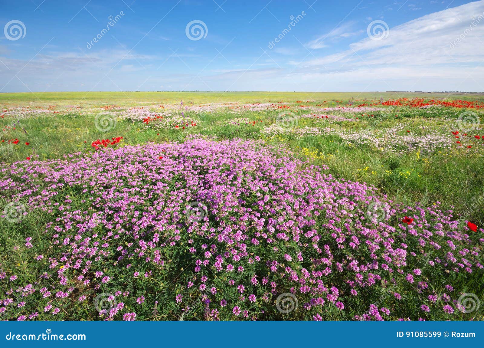 Spring flowers in meadow. stock image. Image of grow - 91085599