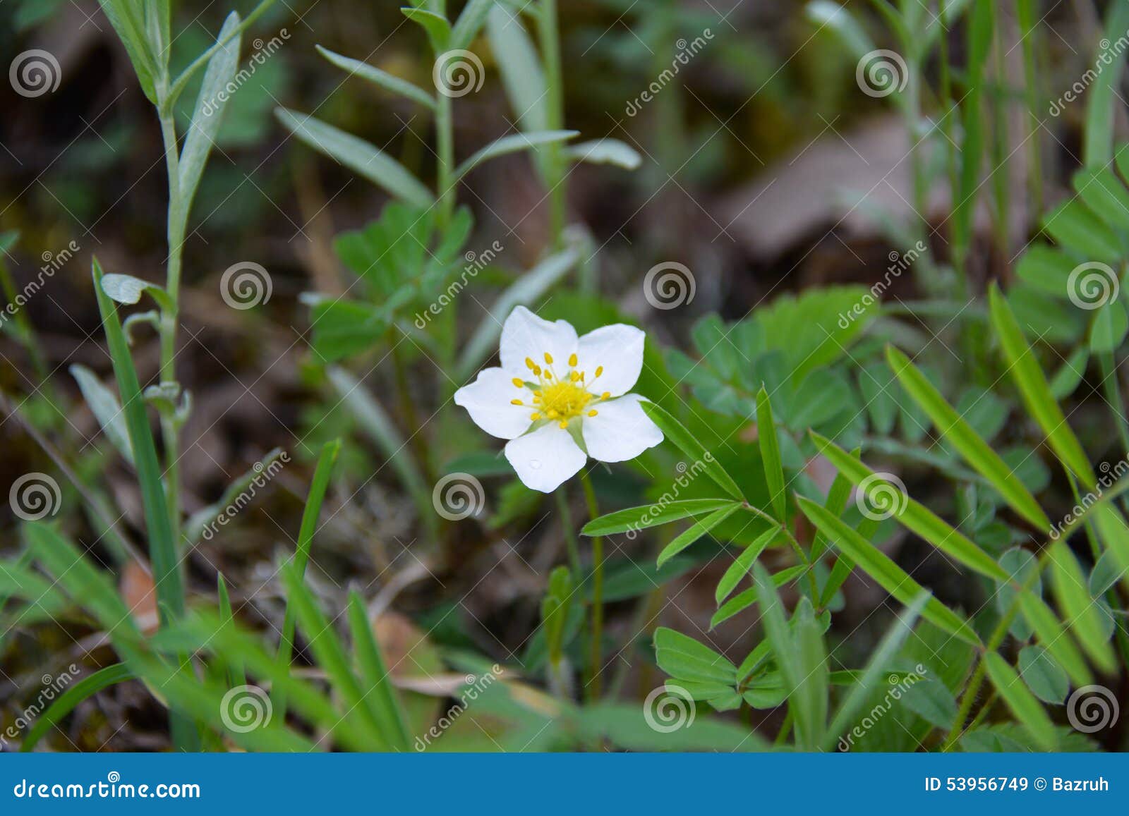 Spring flowers on meadow stock image. Image of flowers - 53956749