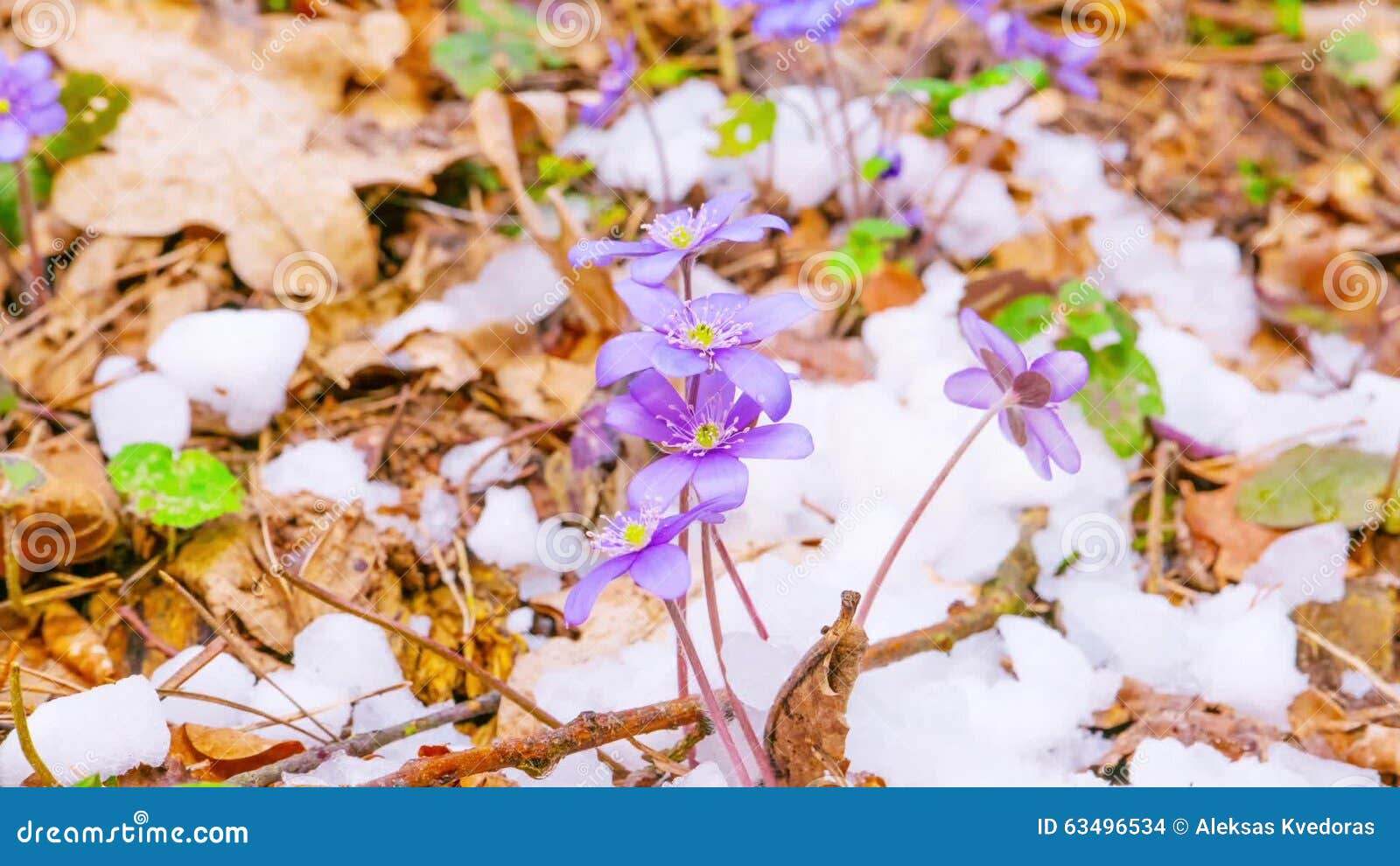 Spring Flowers and Melting Snow, Time-lapse Stock Footage - Video of ...