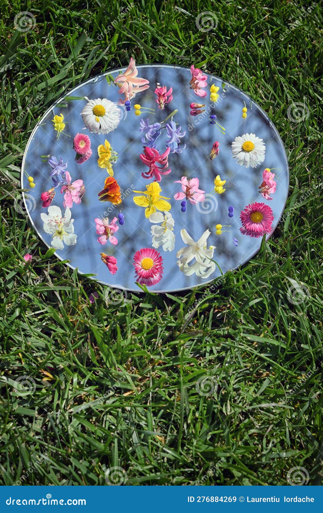 Spring Flowers on Mirror. Grass Background and Blue Sky Reflected in ...