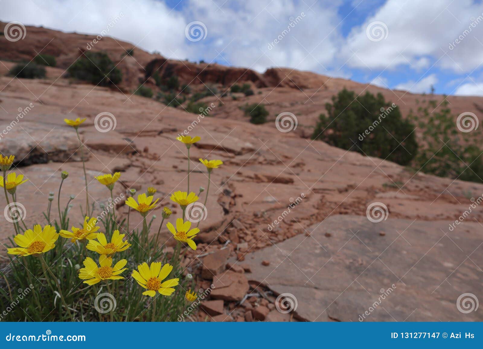 Spring Flowers in Moab , Utah ! Stock Image - Image of spring, flowers ...