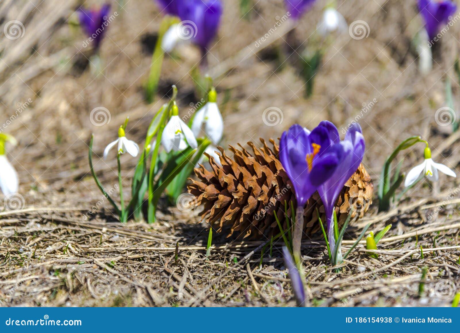 Spring Flowers on the Mountains Stock Photo - Image of panoramic ...