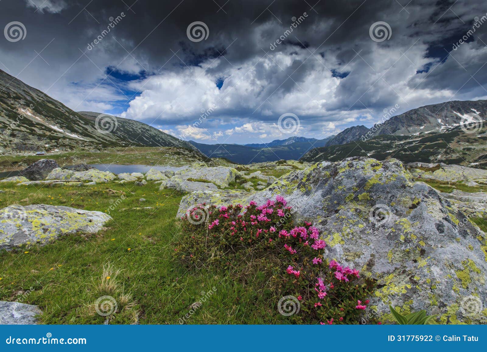 Spring Flowers in the Mountains Stock Photo - Image of sunny, tourism ...