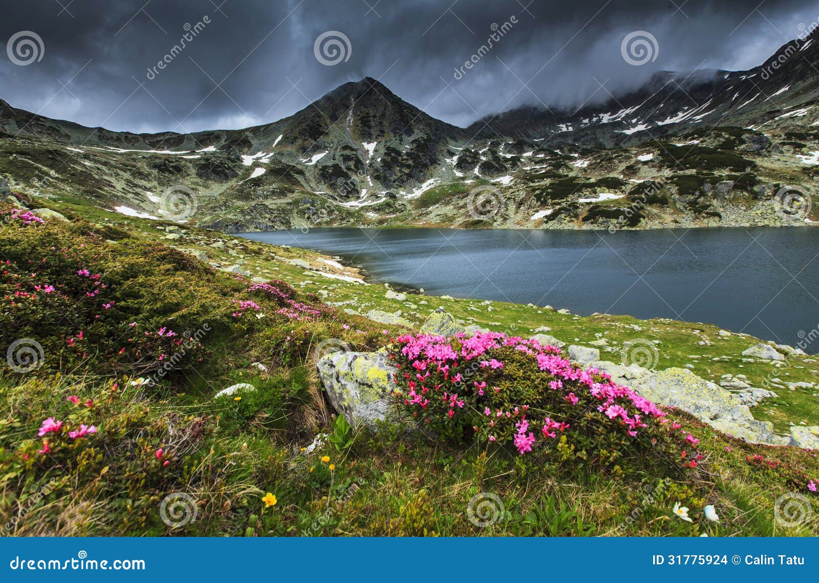 Spring Flowers in the Mountains Stock Photo - Image of nature, fresh ...